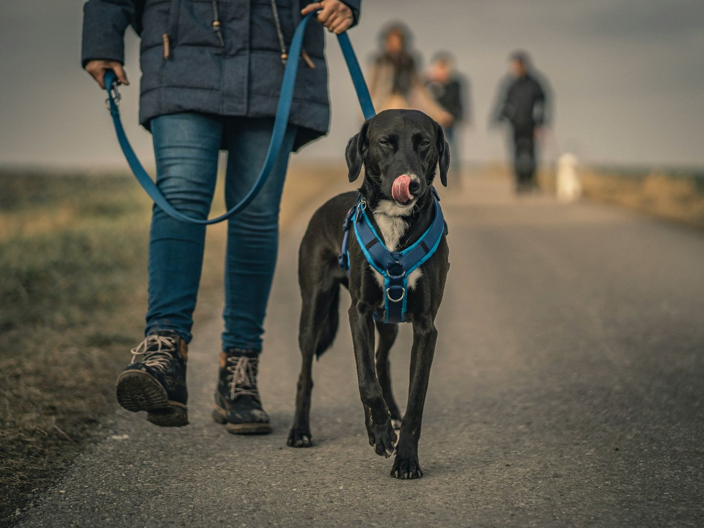 What Is a Y-Shaped Dog Harness? An Expert’s Full Guide