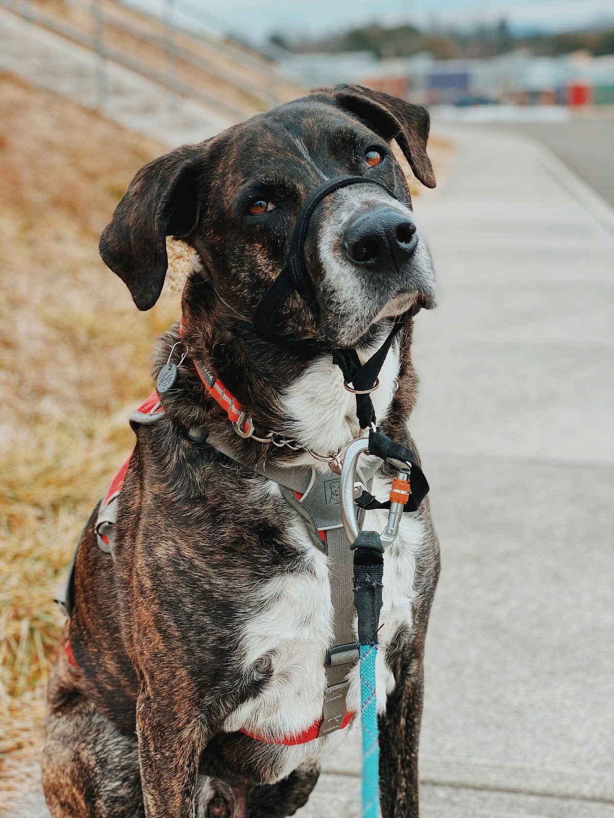 Types of Dog Harnesses: Their Differences, Explained