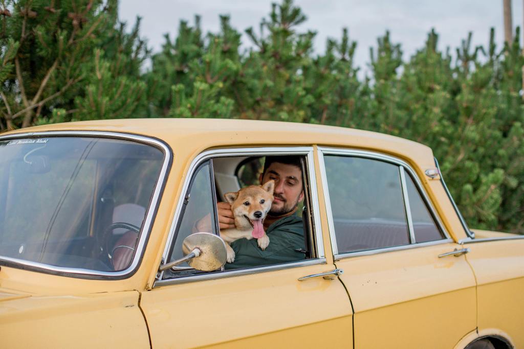 Dog Seat Belt Laws: Driving Rules For Dog Owners Per State