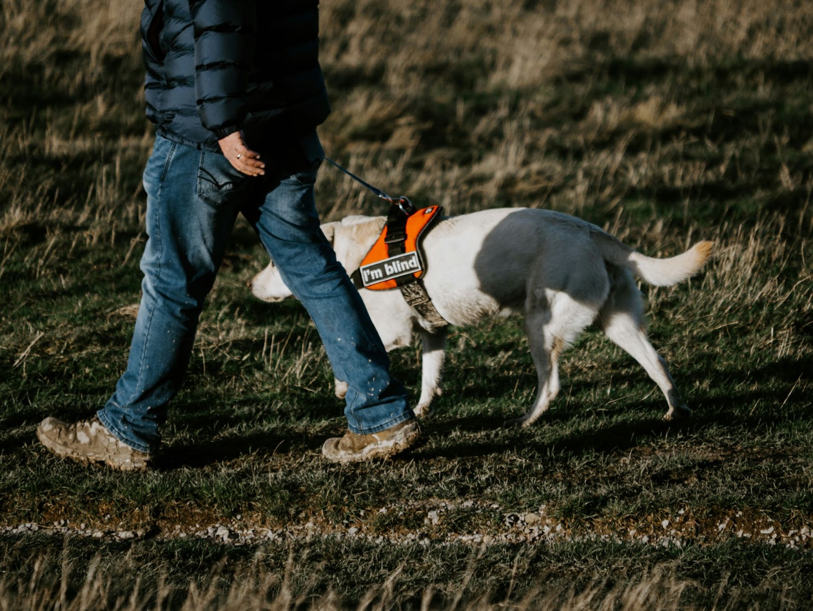 Dog Scared of Harness? Here’s What Experts Say You Should Do
