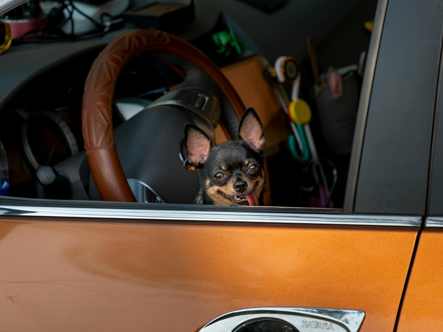 How Long Should a Dog Ride in a Car? A Comprehensive Guide